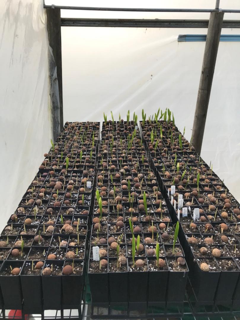 Mass palm seed germination - DISCUSSING PALM TREES WORLDWIDE - PalmTalk