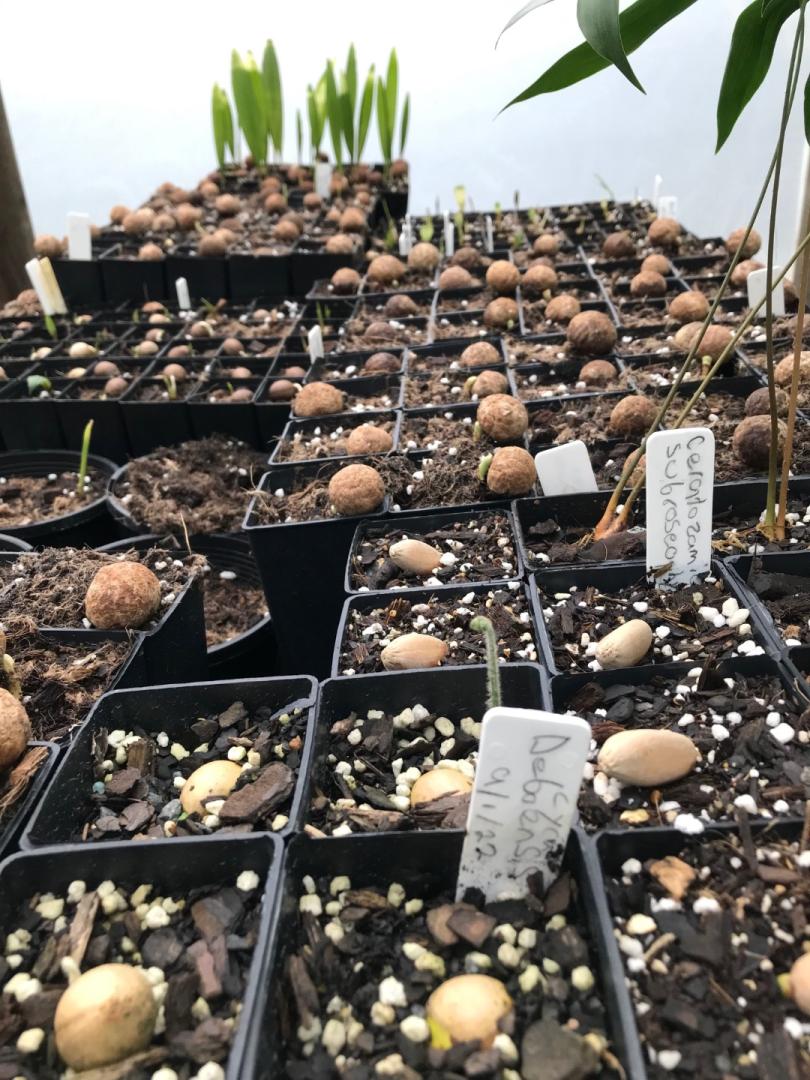 Mass palm seed germination - DISCUSSING PALM TREES WORLDWIDE - PalmTalk