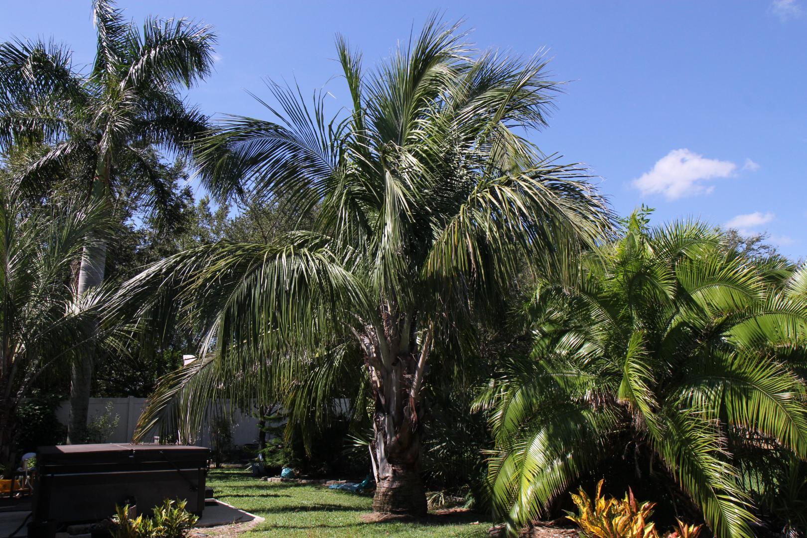 Space hogs in your garden - DISCUSSING PALM TREES WORLDWIDE - PalmTalk