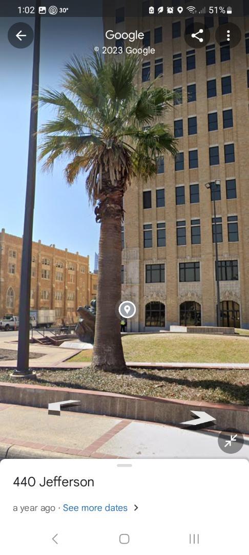 Giant Washingtonia Filifera i came a cross - COLD HARDY PALMS - PalmTalk