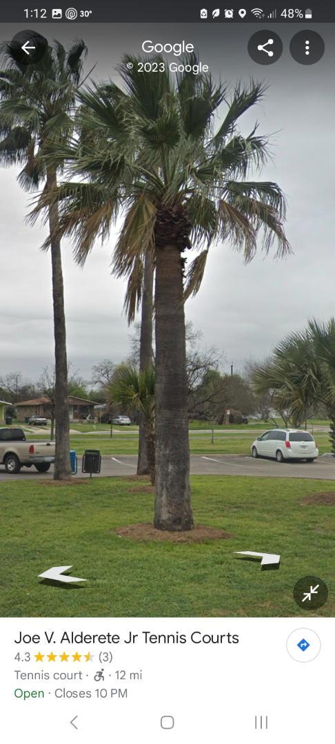 Giant Washingtonia Filifera i came a cross - COLD HARDY PALMS - PalmTalk
