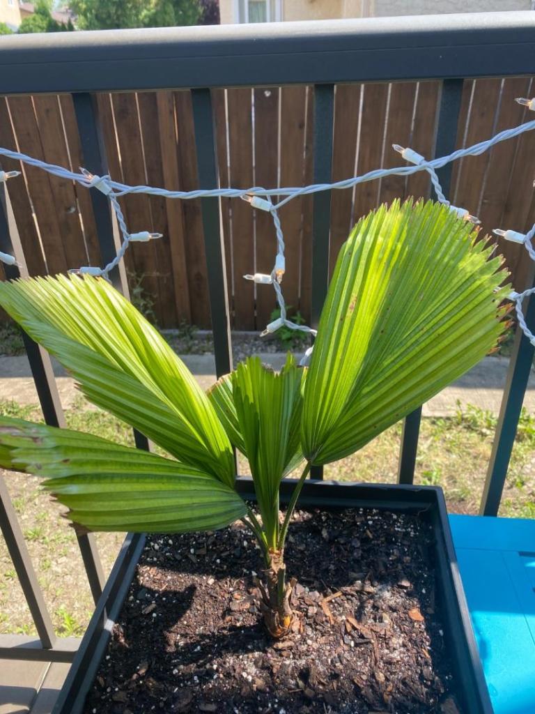 Licuala Grandis - PALMS IN POTS - PalmTalk