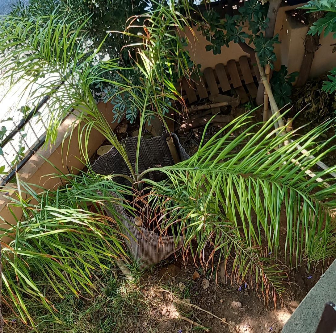 Droopy looking queen palm. - DISCUSSING PALM TREES WORLDWIDE - PalmTalk