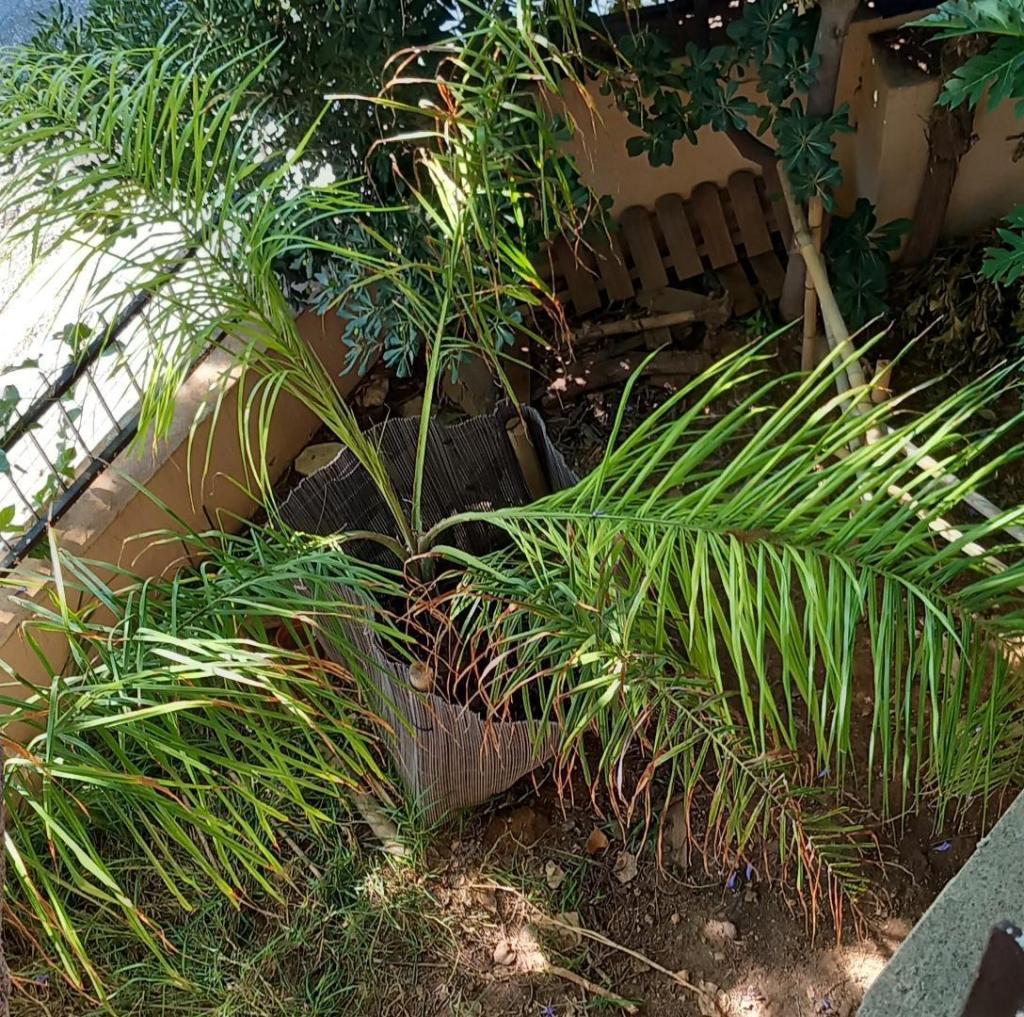Droopy looking queen palm. - DISCUSSING PALM TREES WORLDWIDE - PalmTalk