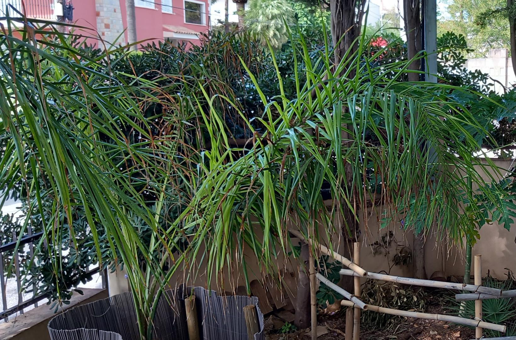 Droopy looking queen palm. - DISCUSSING PALM TREES WORLDWIDE - PalmTalk
