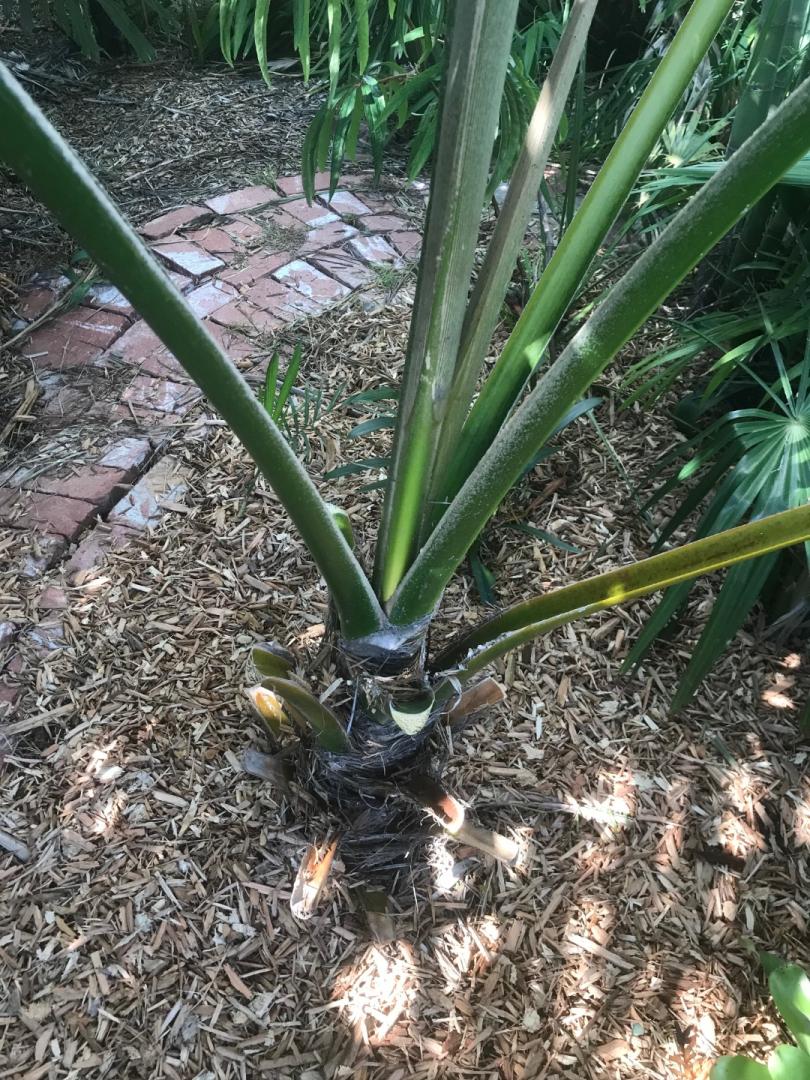 ID a Pritchie for me? - DISCUSSING PALM TREES WORLDWIDE - PalmTalk