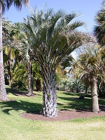 Butia or hybrid? - COLD HARDY PALMS - PalmTalk