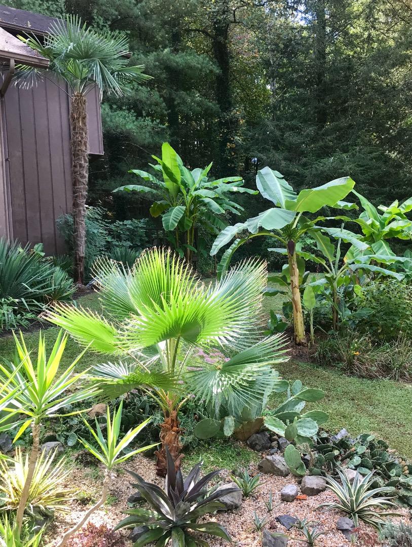 Trachycarpus Fortunei Winsan - COLD HARDY PALMS - PalmTalk