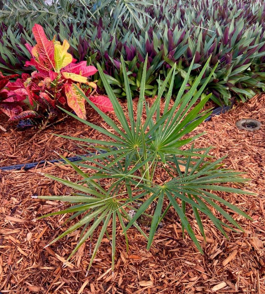 Coccothrinax macroglossa azul - DISCUSSING PALM TREES WORLDWIDE - PalmTalk
