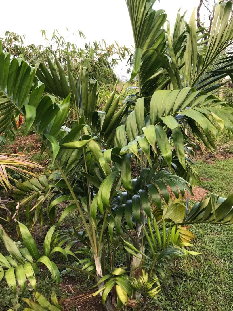 Pembana - DISCUSSING PALM TREES WORLDWIDE - PalmTalk