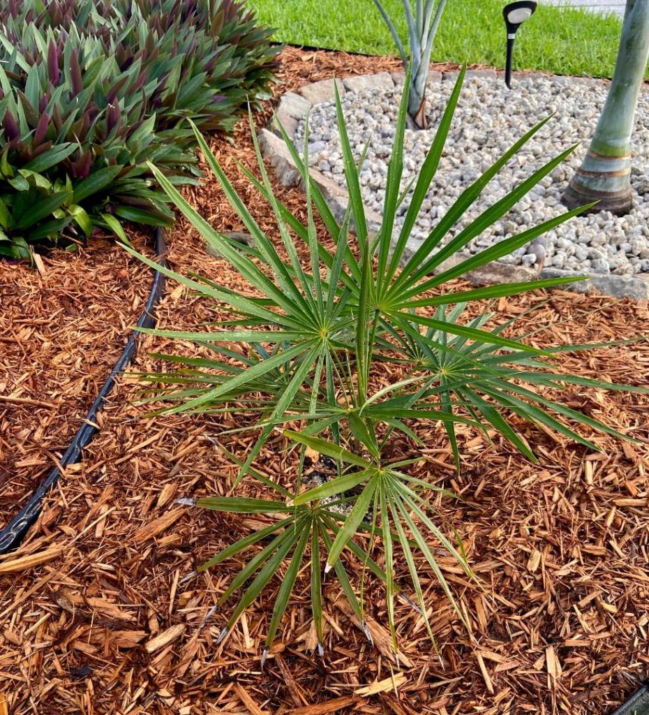 Coccothrinax macroglossa azul - DISCUSSING PALM TREES WORLDWIDE - PalmTalk