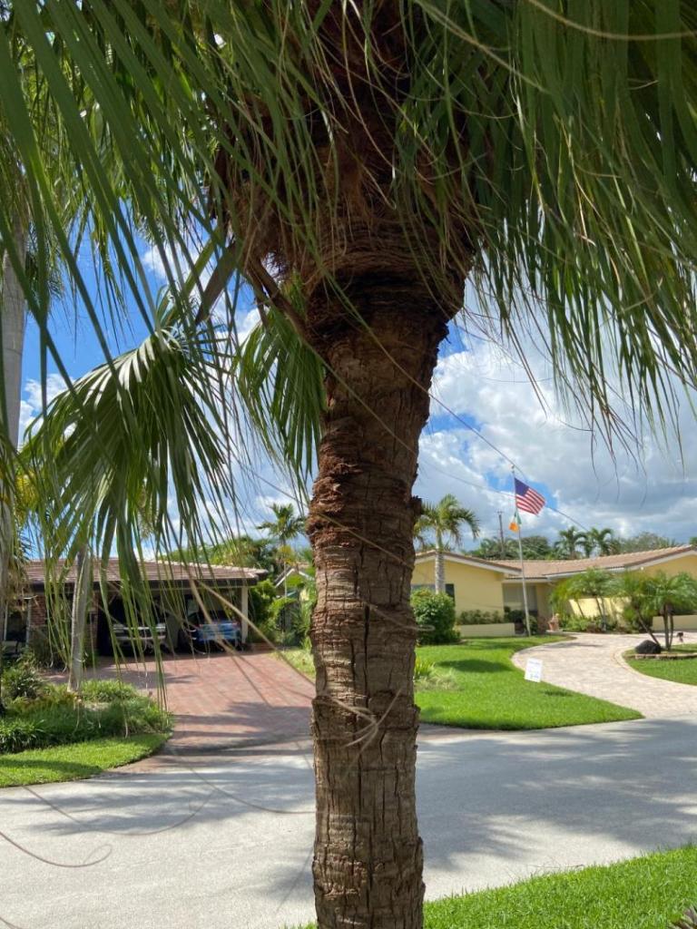 Termites vs Palm? - DISCUSSING PALM TREES WORLDWIDE - PalmTalk