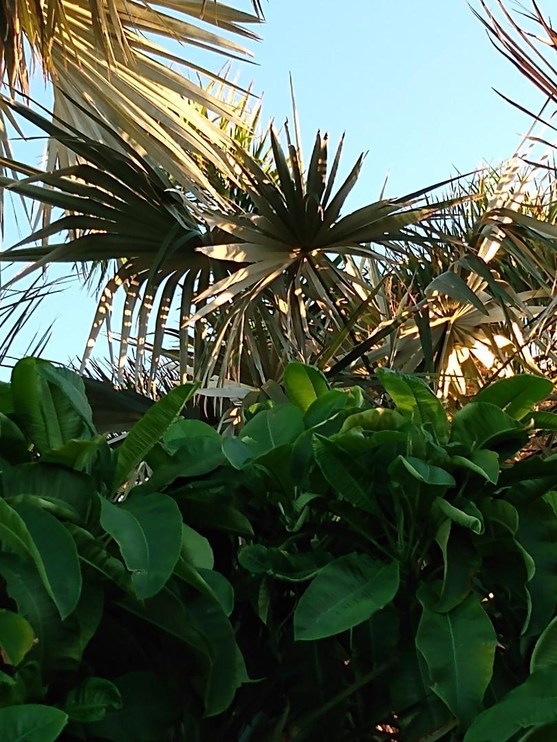 Coccothrinax macroglossa azul - DISCUSSING PALM TREES WORLDWIDE - PalmTalk