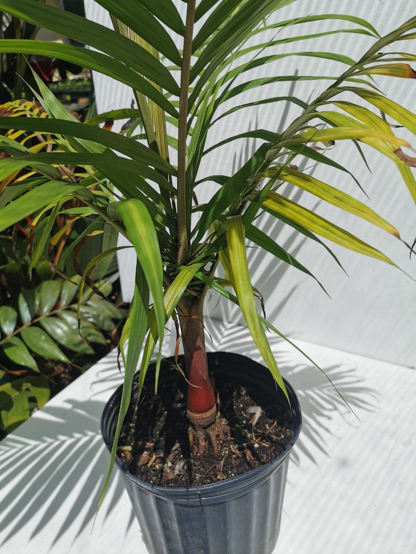 Red trunk palm ID needed - DISCUSSING PALM TREES WORLDWIDE - PalmTalk