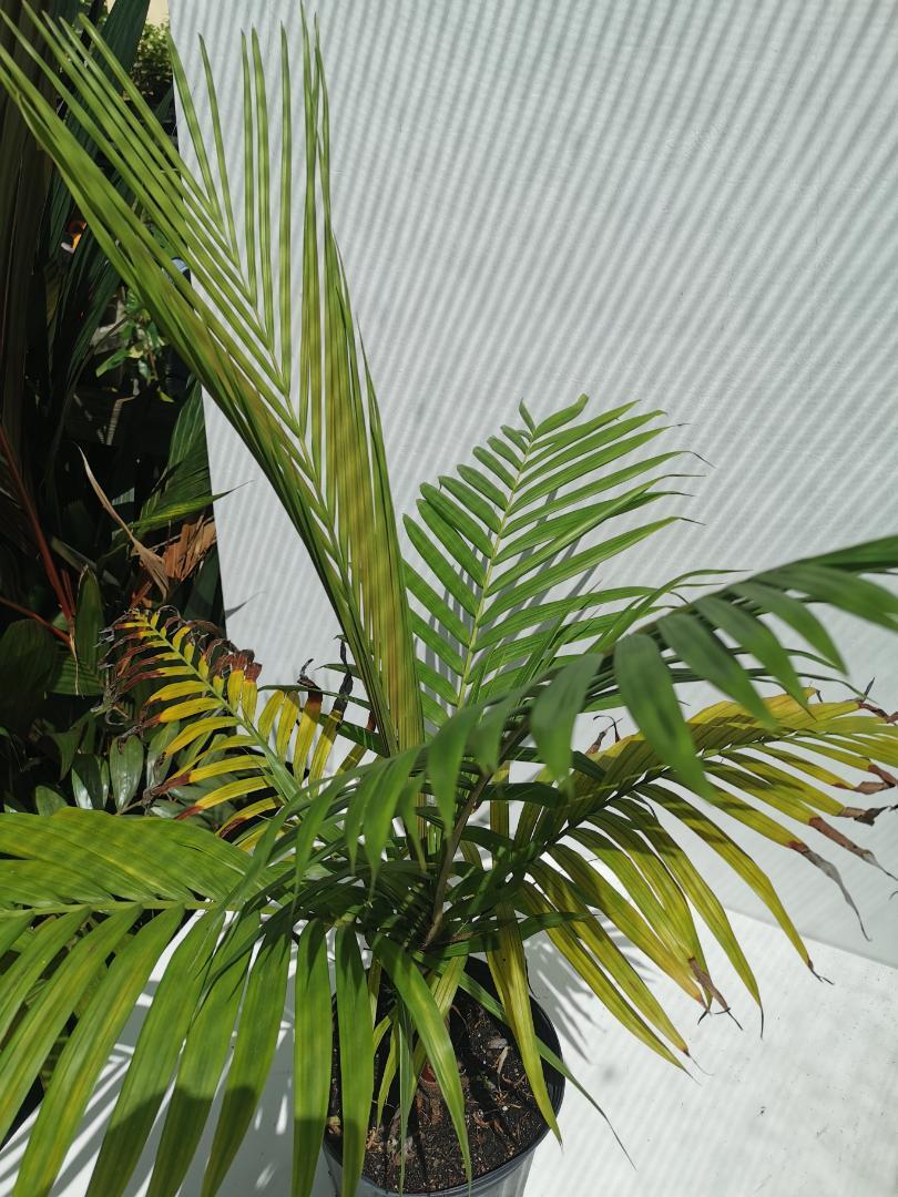 Red trunk palm ID needed - DISCUSSING PALM TREES WORLDWIDE - PalmTalk