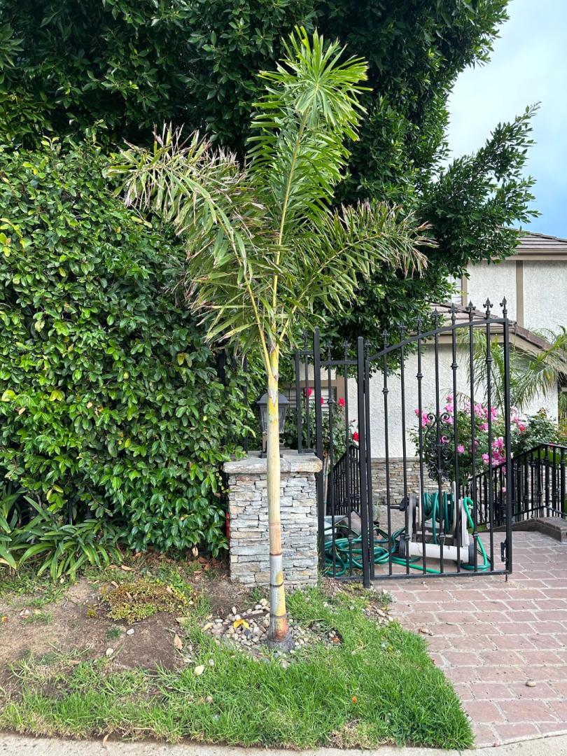 Foxtail and Royal 1 year update - DISCUSSING PALM TREES WORLDWIDE ...