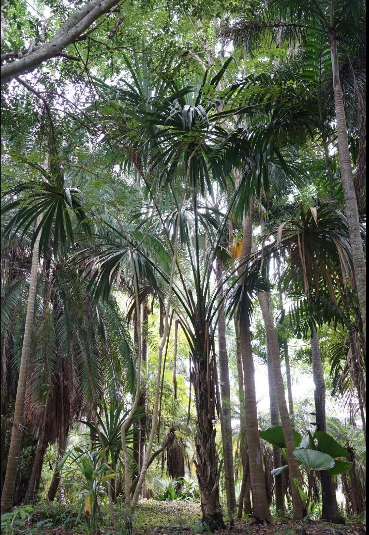 Could you help me ID this? - DISCUSSING PALM TREES WORLDWIDE - PalmTalk