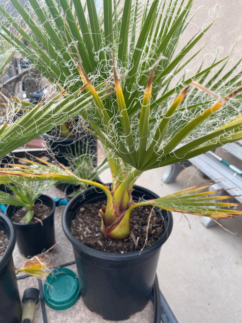 Yellowing - COLD HARDY PALMS - PalmTalk