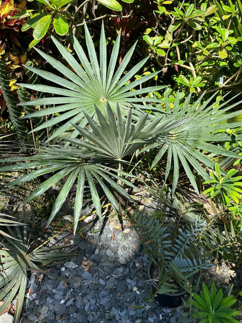 Coccothrinax macroglossa azul - DISCUSSING PALM TREES WORLDWIDE - PalmTalk