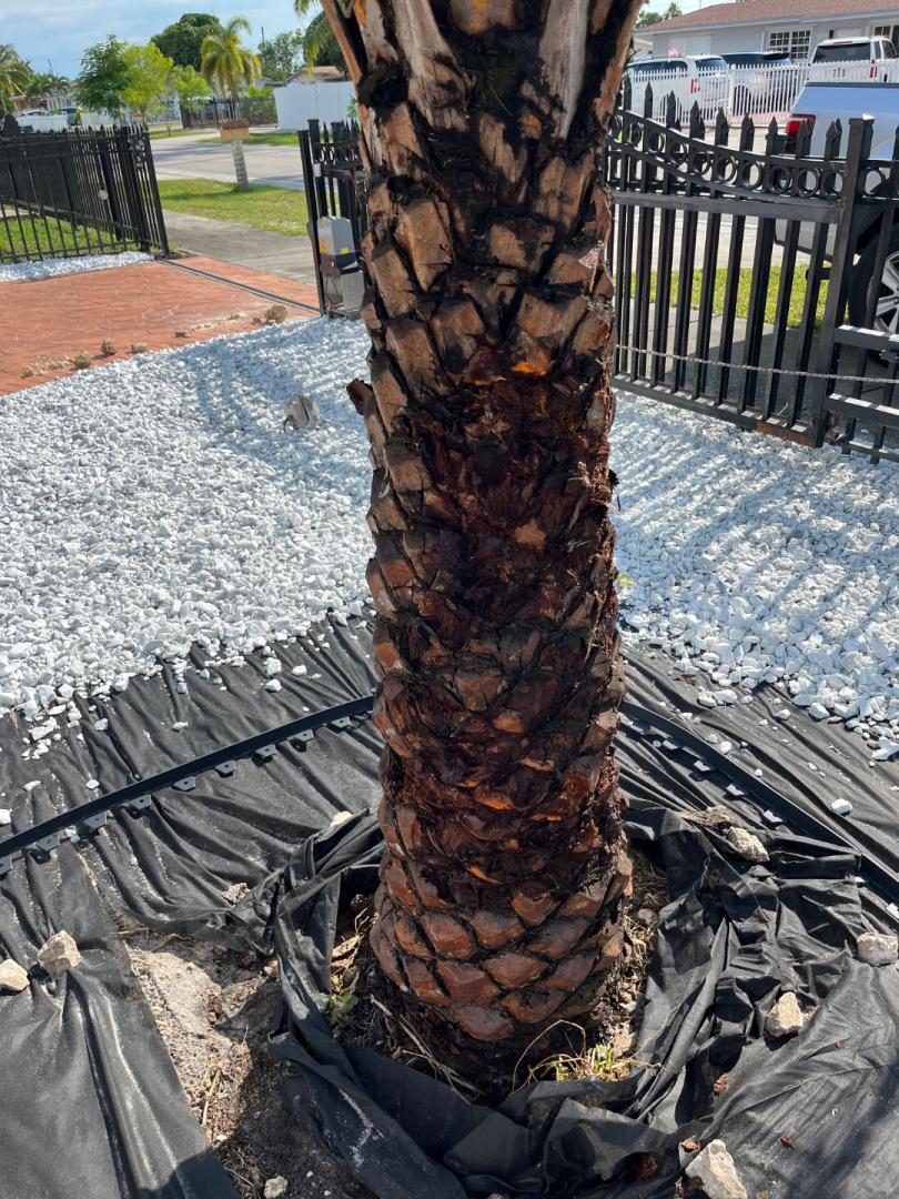 Sylvester palm trunk rot - DISCUSSING PALM TREES WORLDWIDE - PalmTalk