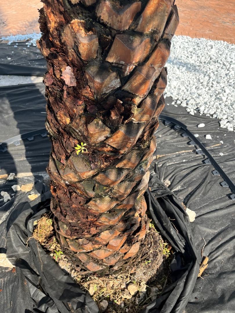 Sylvester palm trunk rot - DISCUSSING PALM TREES WORLDWIDE - PalmTalk
