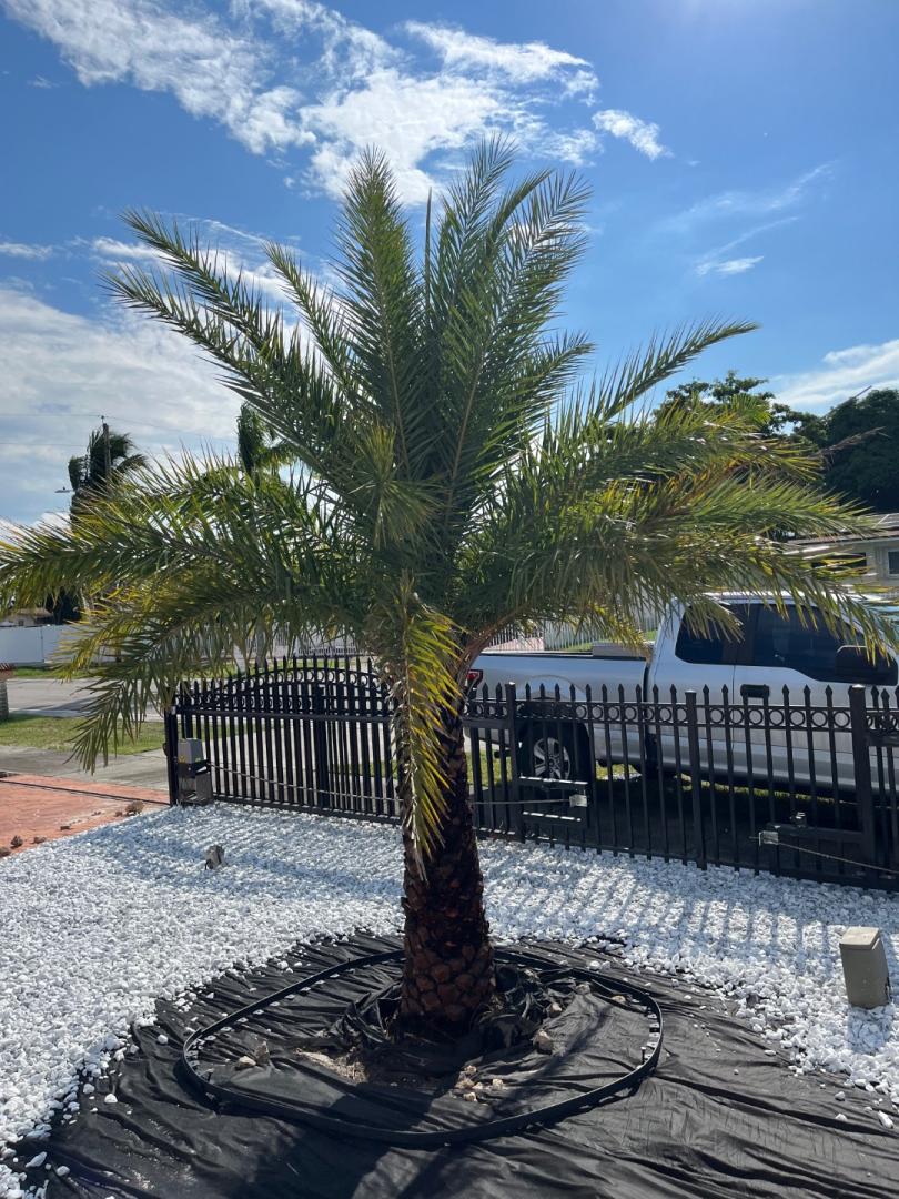 Sylvester palm trunk rot - DISCUSSING PALM TREES WORLDWIDE - PalmTalk