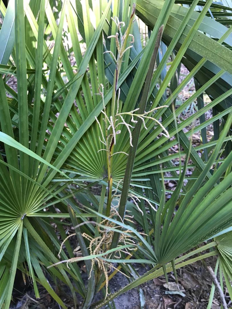 Serenoa repens - DISCUSSING PALM TREES WORLDWIDE - PalmTalk