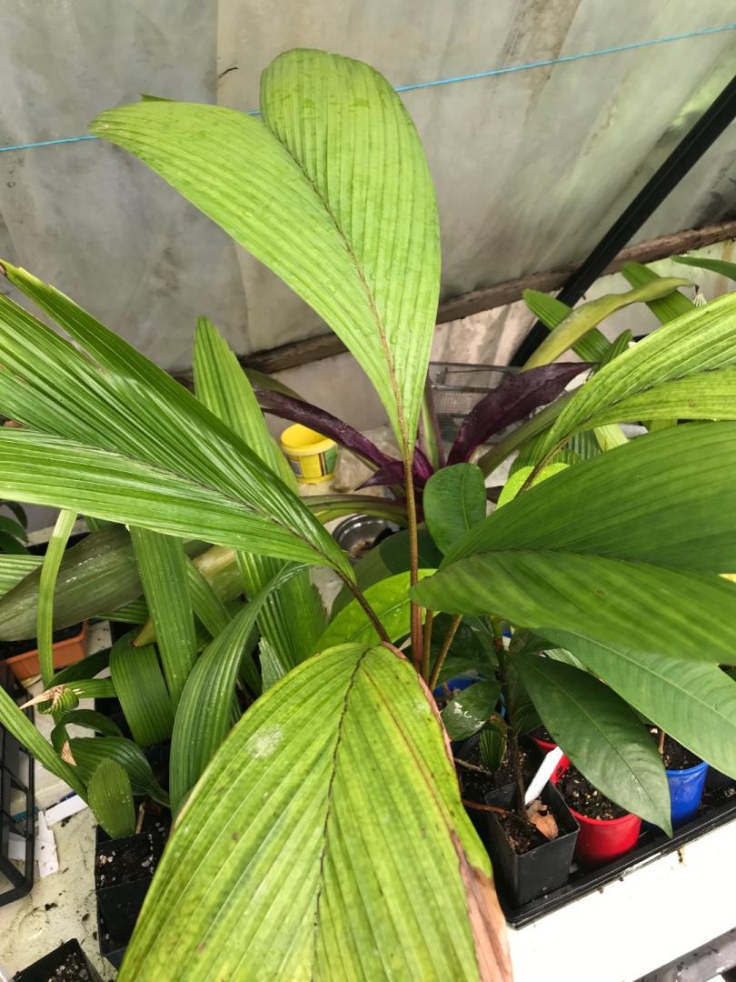 Iguanura spectablis new to the collection - DISCUSSING PALM TREES ...