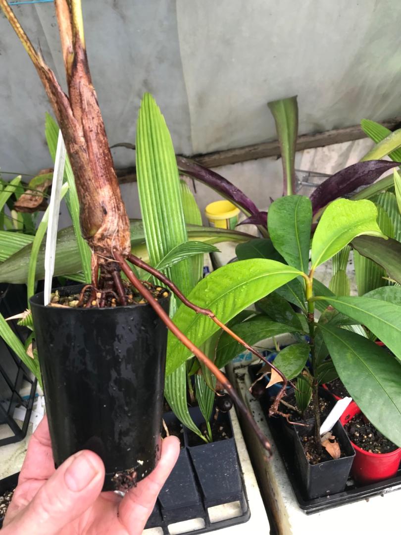 Iguanura spectablis new to the collection - DISCUSSING PALM TREES ...