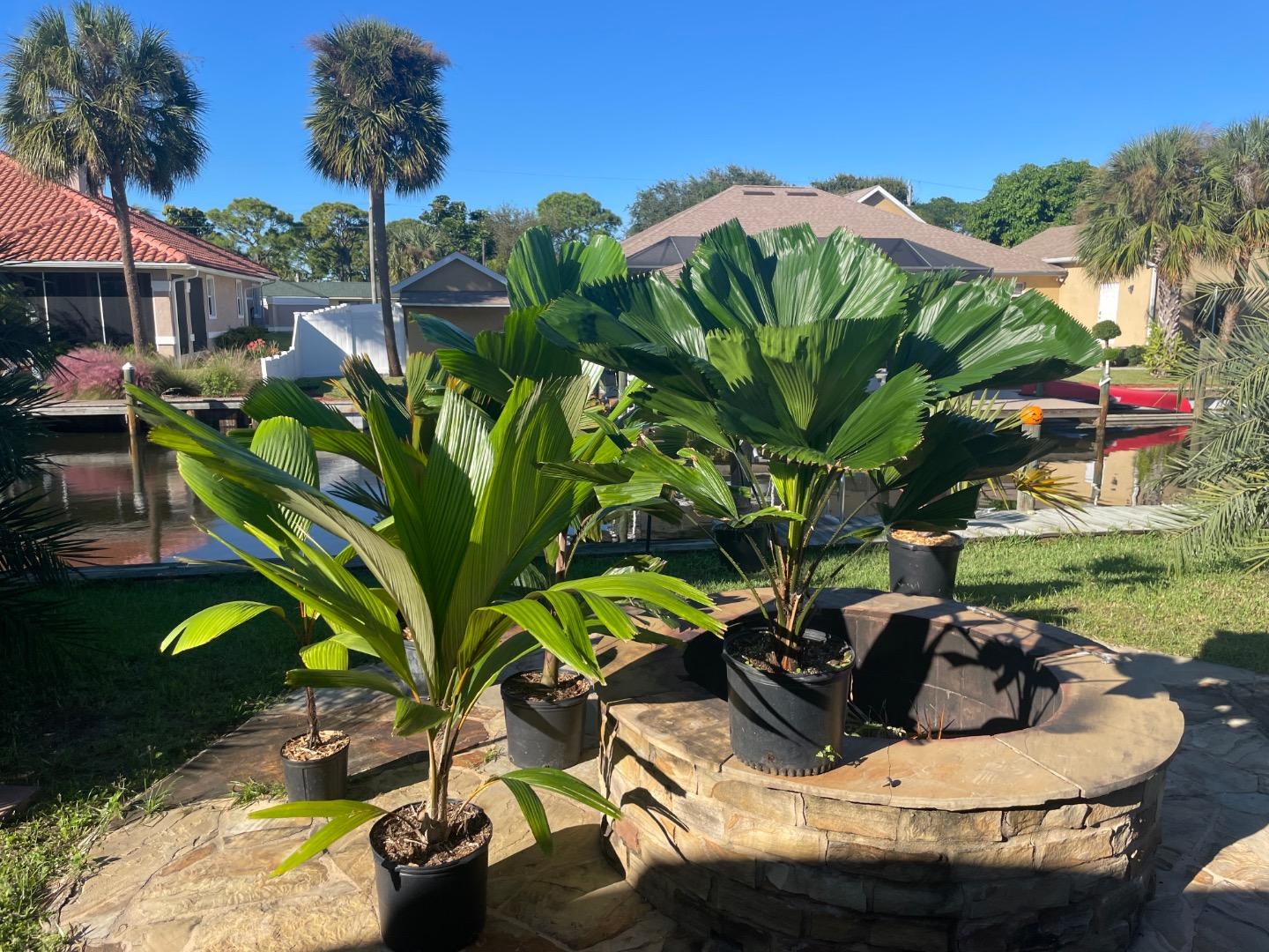 Entire Leaf Entirely In Pots - PALMS IN POTS - PalmTalk