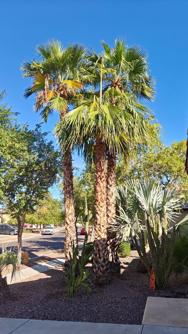 Droopy green fronds - DISCUSSING PALM TREES WORLDWIDE - PalmTalk