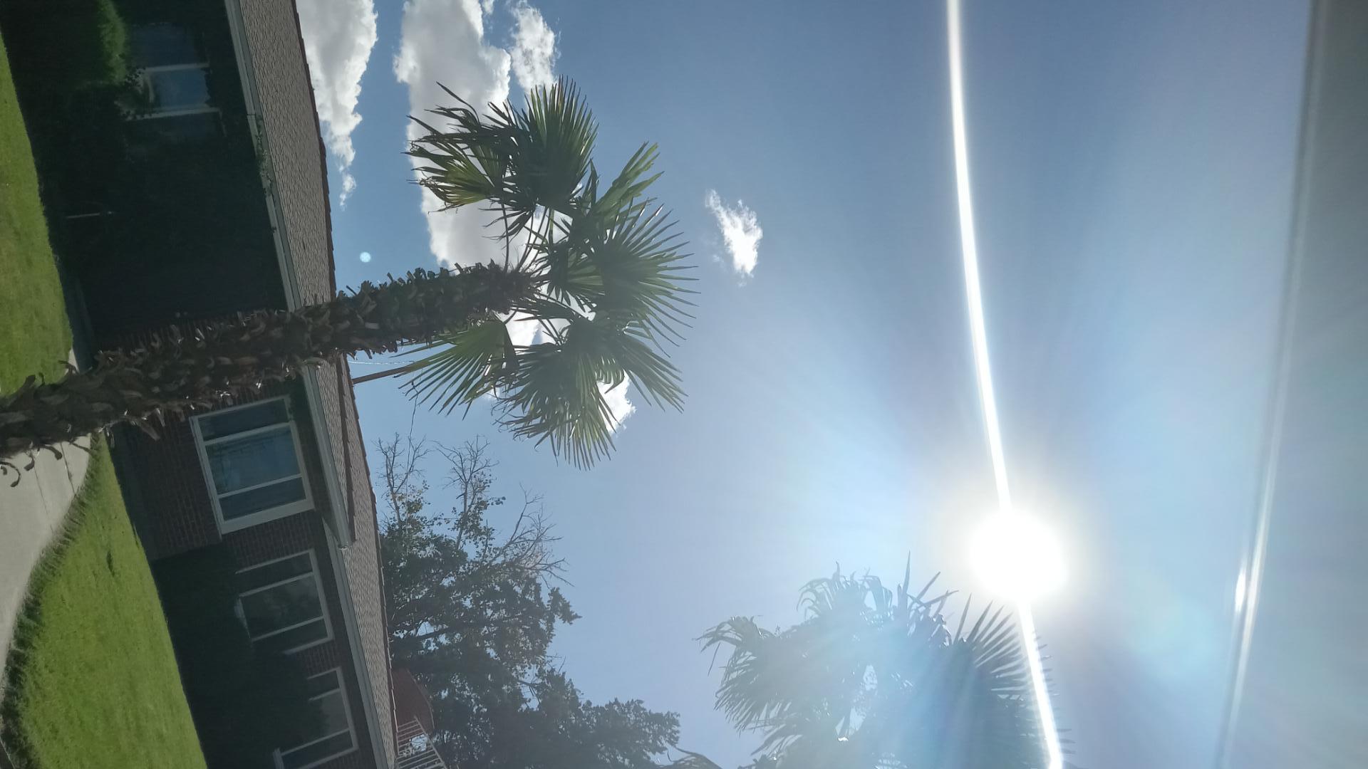 Palm Trees in Albuquerque, Zone 7b - COLD HARDY PALMS - PalmTalk