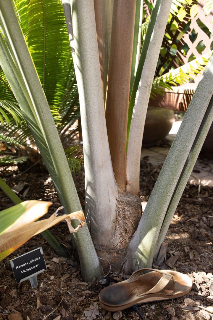 Ravenea julietae show us yours! - DISCUSSING PALM TREES WORLDWIDE ...
