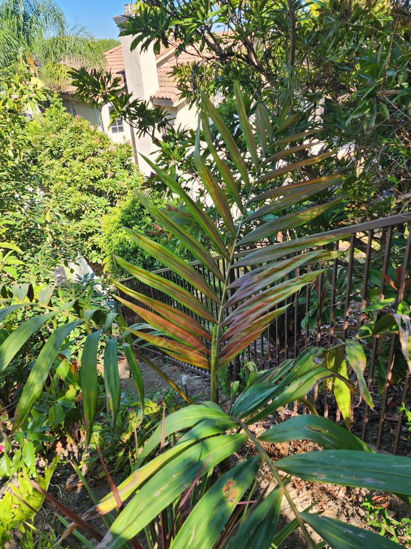 Fall in So Cal - DISCUSSING PALM TREES WORLDWIDE - PalmTalk