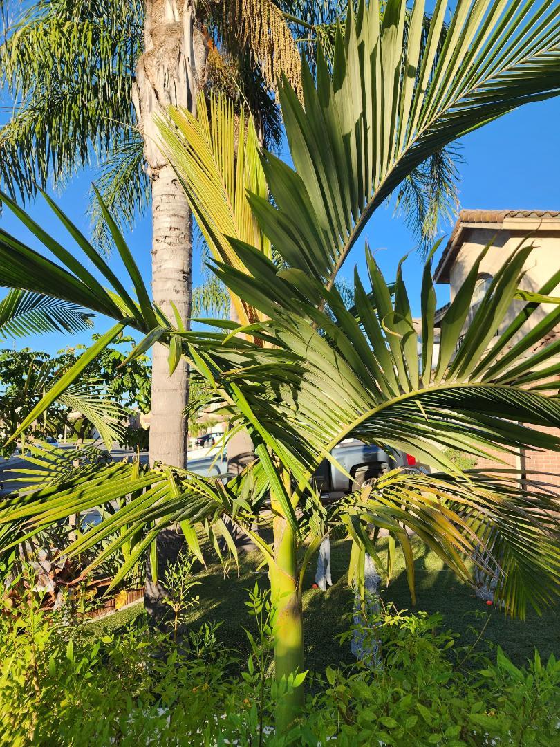 Fall in So Cal - DISCUSSING PALM TREES WORLDWIDE - PalmTalk