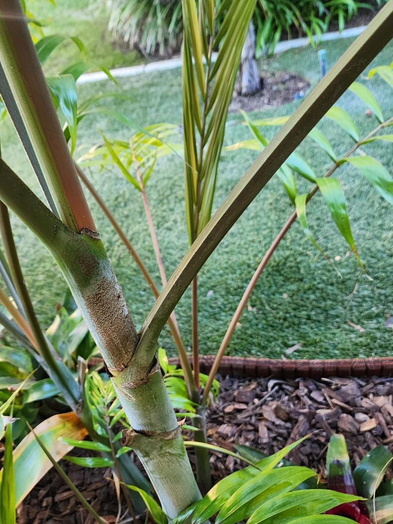 Fall in So Cal - DISCUSSING PALM TREES WORLDWIDE - PalmTalk
