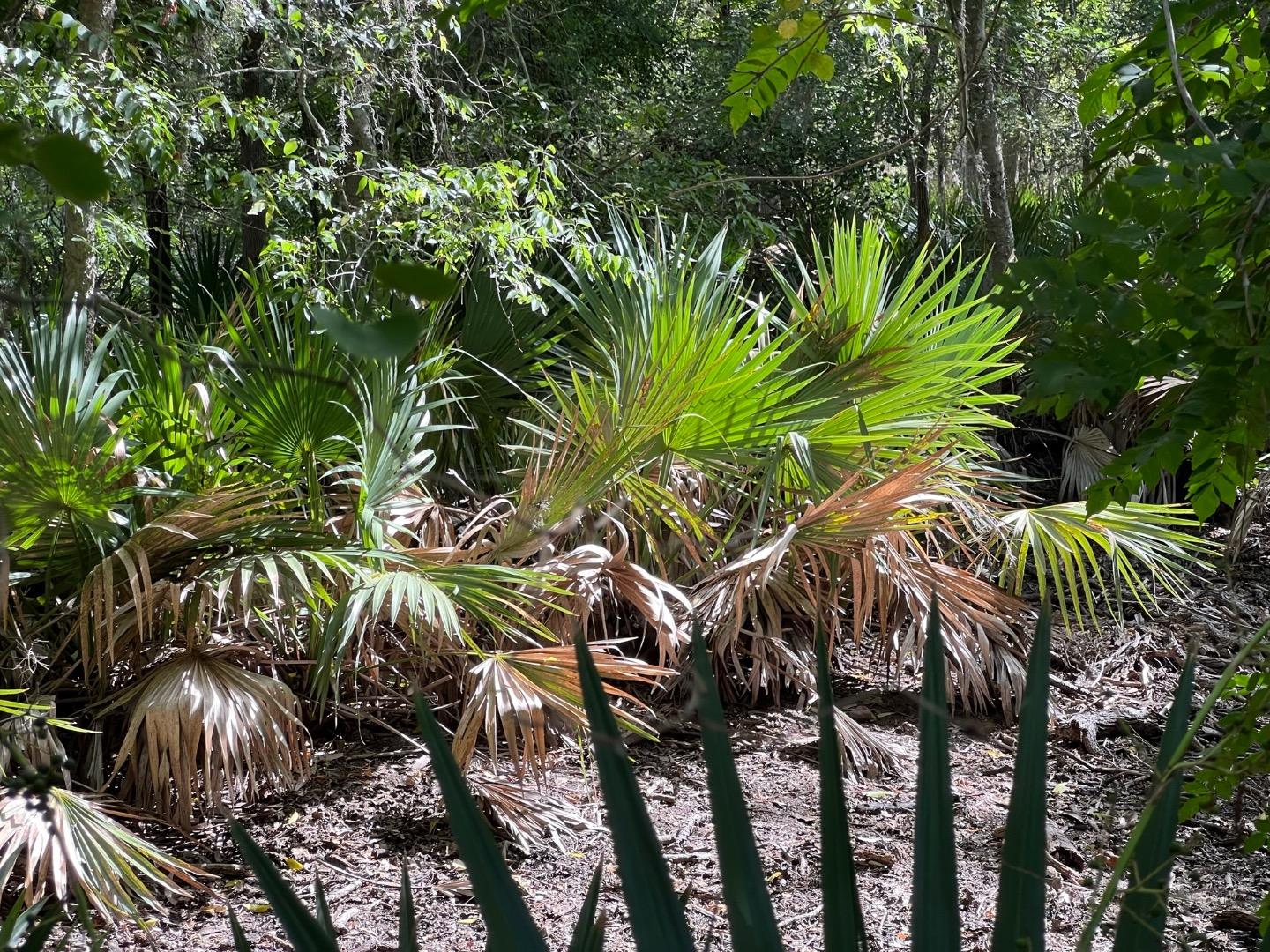 Native dry climate Sabal minor- Kendalia, Texas - COLD HARDY PALMS ...