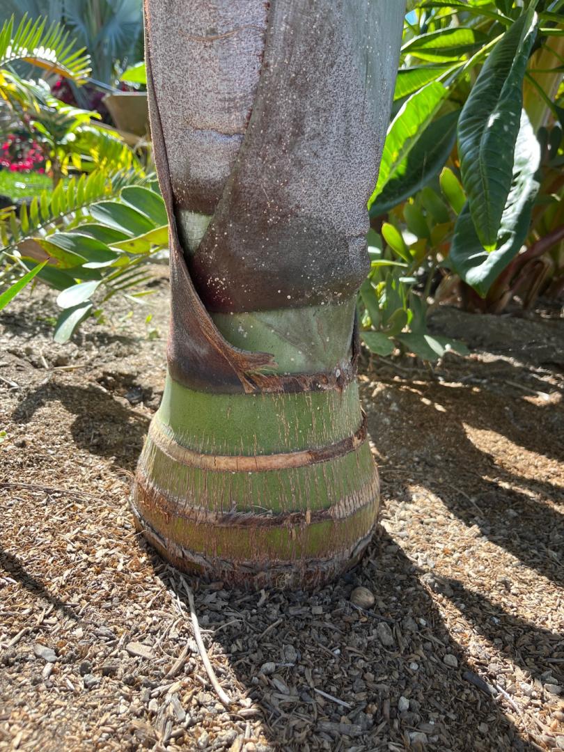 Dypsis heteromorpha !! - DISCUSSING PALM TREES WORLDWIDE - PalmTalk