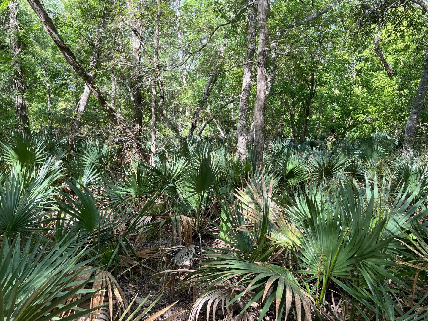 Native dry climate Sabal minor- Kendalia, Texas - COLD HARDY PALMS ...