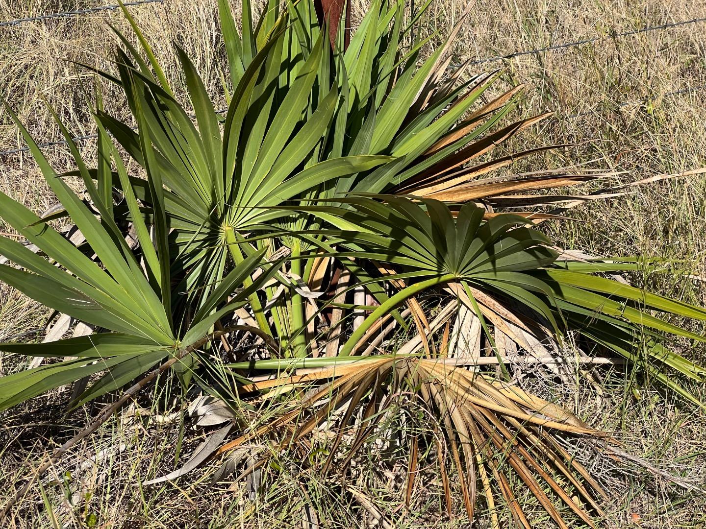 Native dry climate Sabal minor- Kendalia, Texas - COLD HARDY PALMS ...