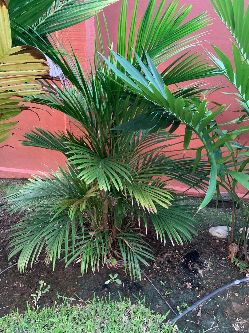 A few palms from my garden - DISCUSSING PALM TREES WORLDWIDE - PalmTalk
