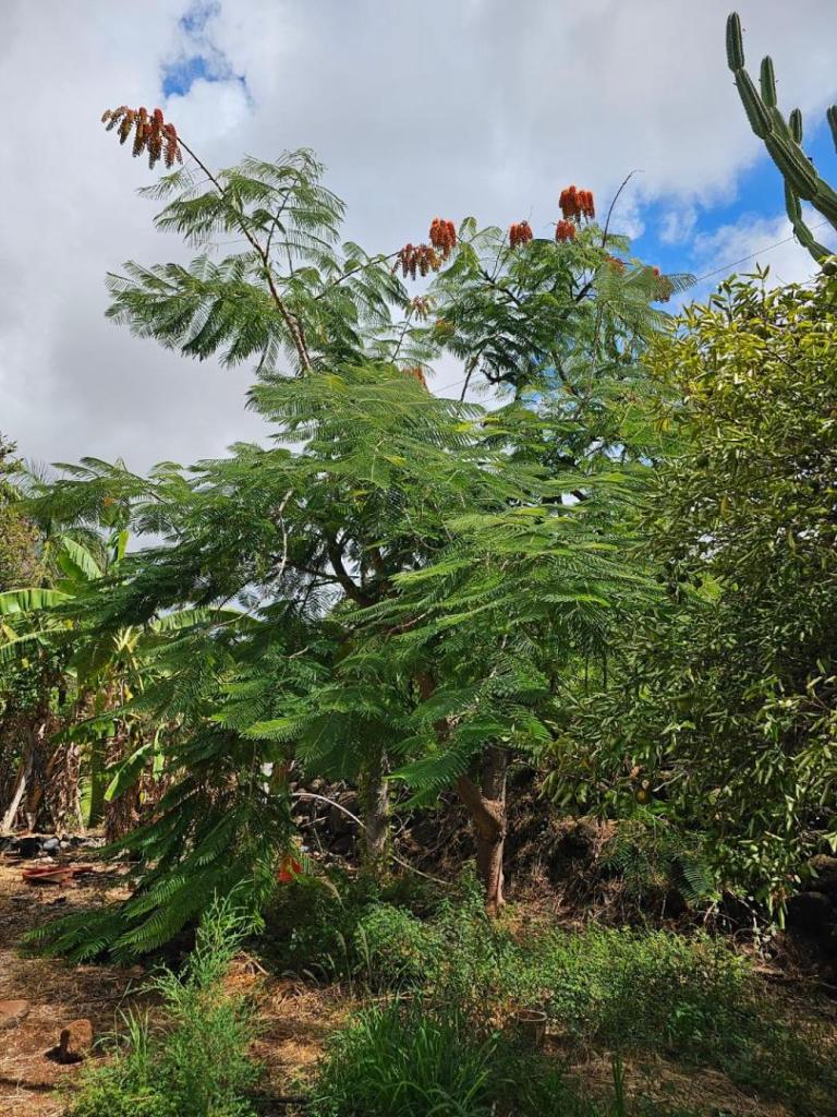 Colvillea racemosa - TROPICAL LOOKING PLANTS - Other Than Palms - PalmTalk