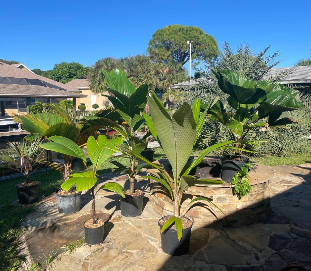 Entire Leaf Entirely In Pots - PALMS IN POTS - PalmTalk