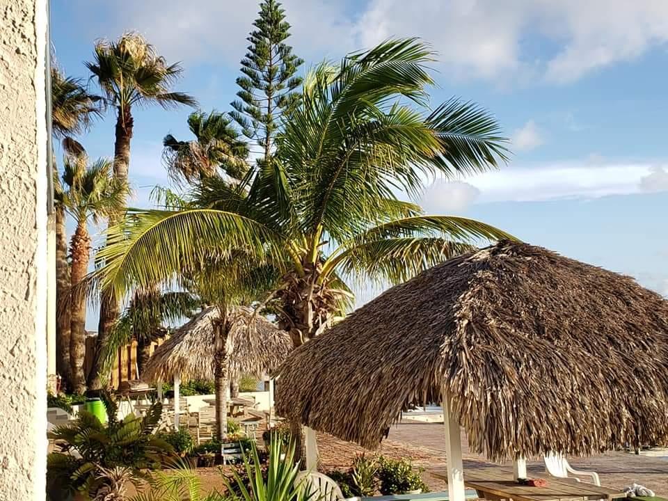 New coconut palms planted, Brownsville, Texas - DISCUSSING PALM TREES ...