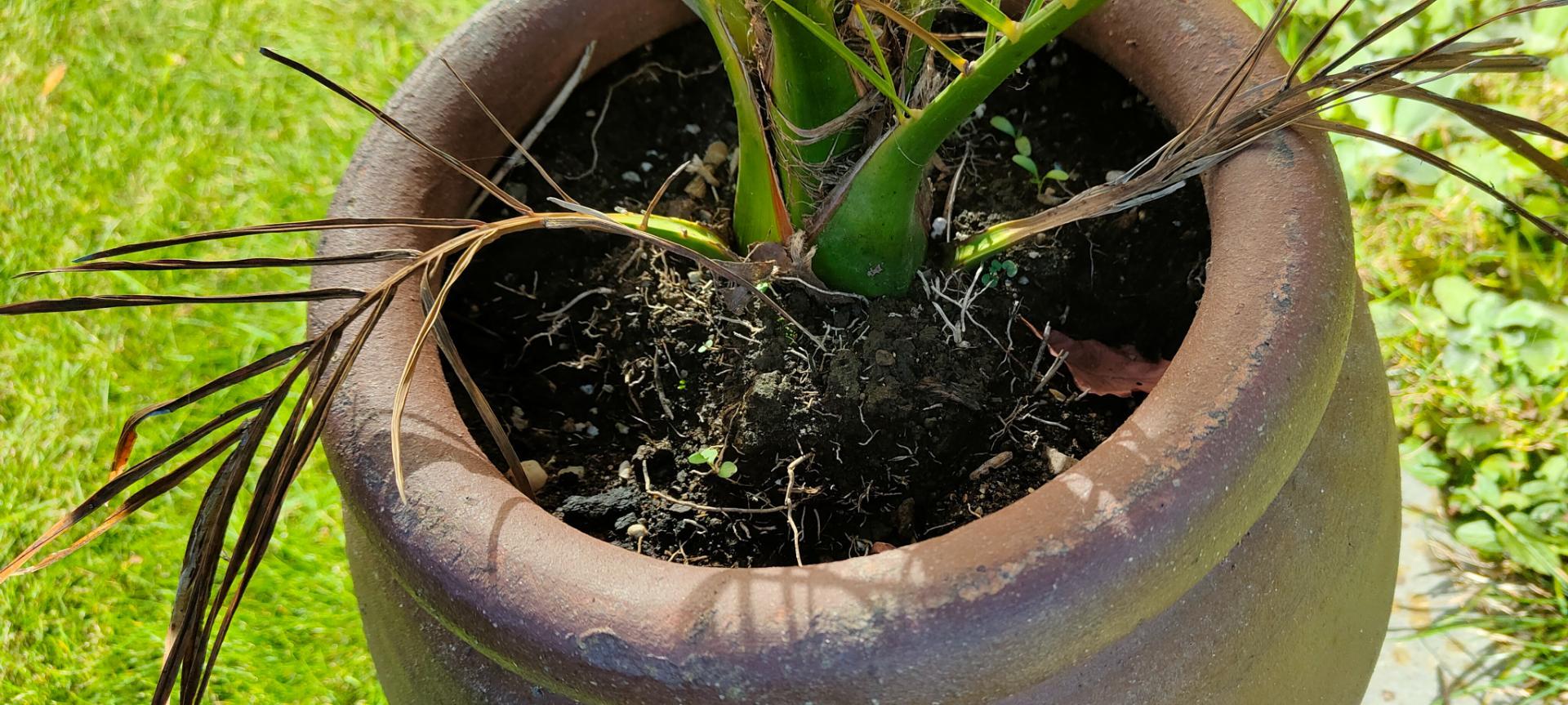 Repotting a Phoenix canariensis - PALMS IN POTS - PalmTalk