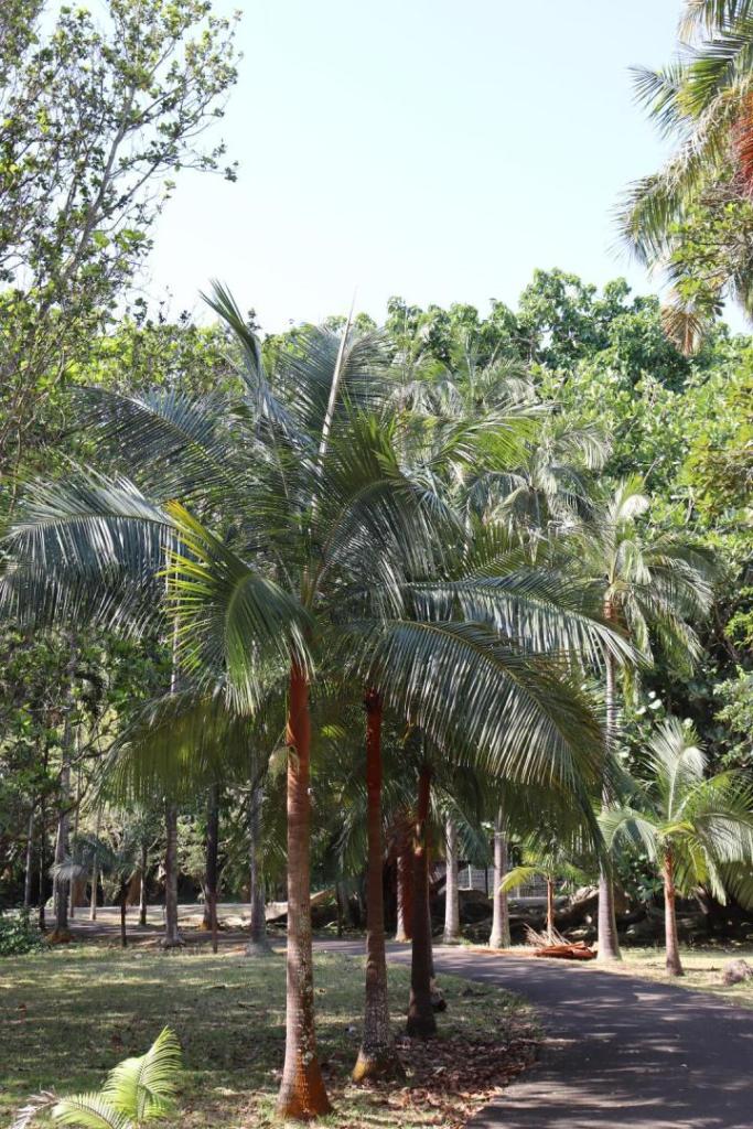 Sir Seewoosagur Ramgoolam Botanical Garden Mauritius 1 Travel Logs Palmtalk