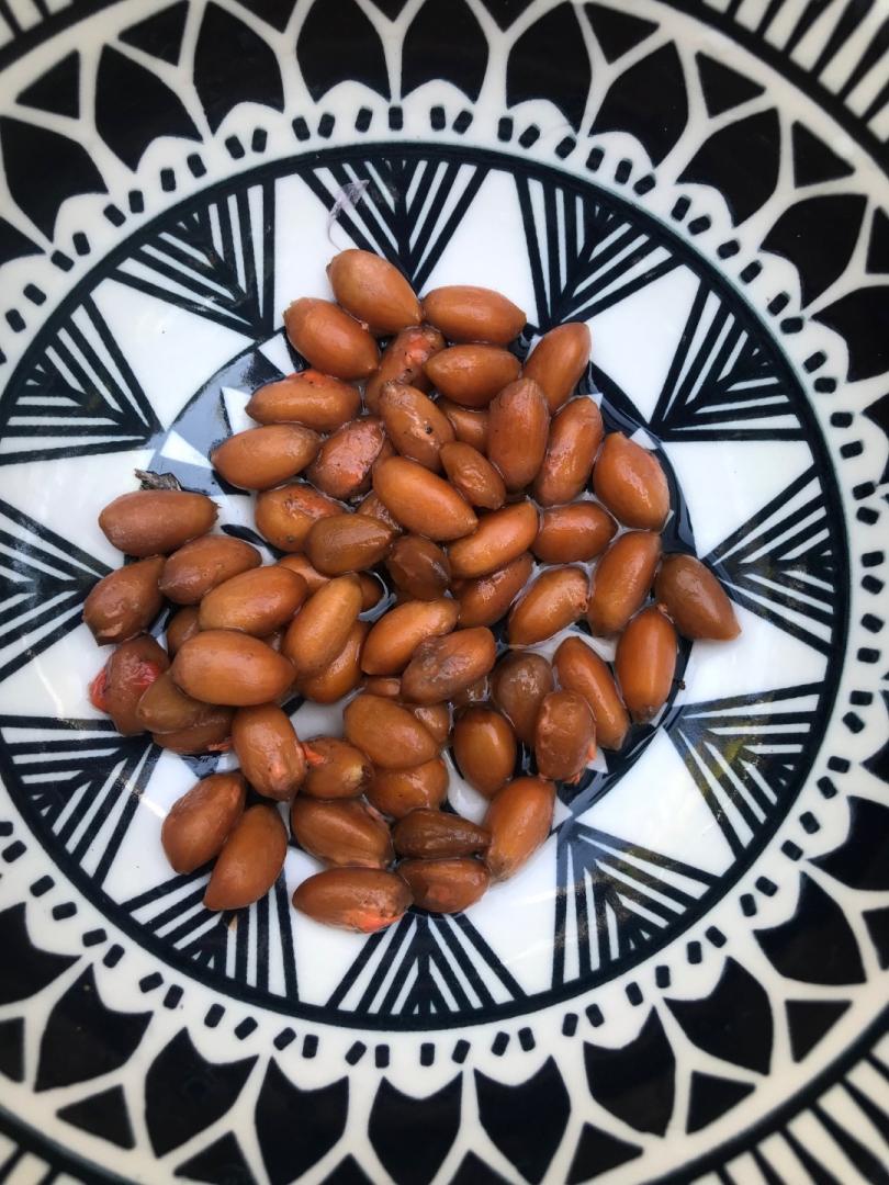 Sowing zamia fischeri - TROPICAL LOOKING PLANTS - Other Than Palms ...