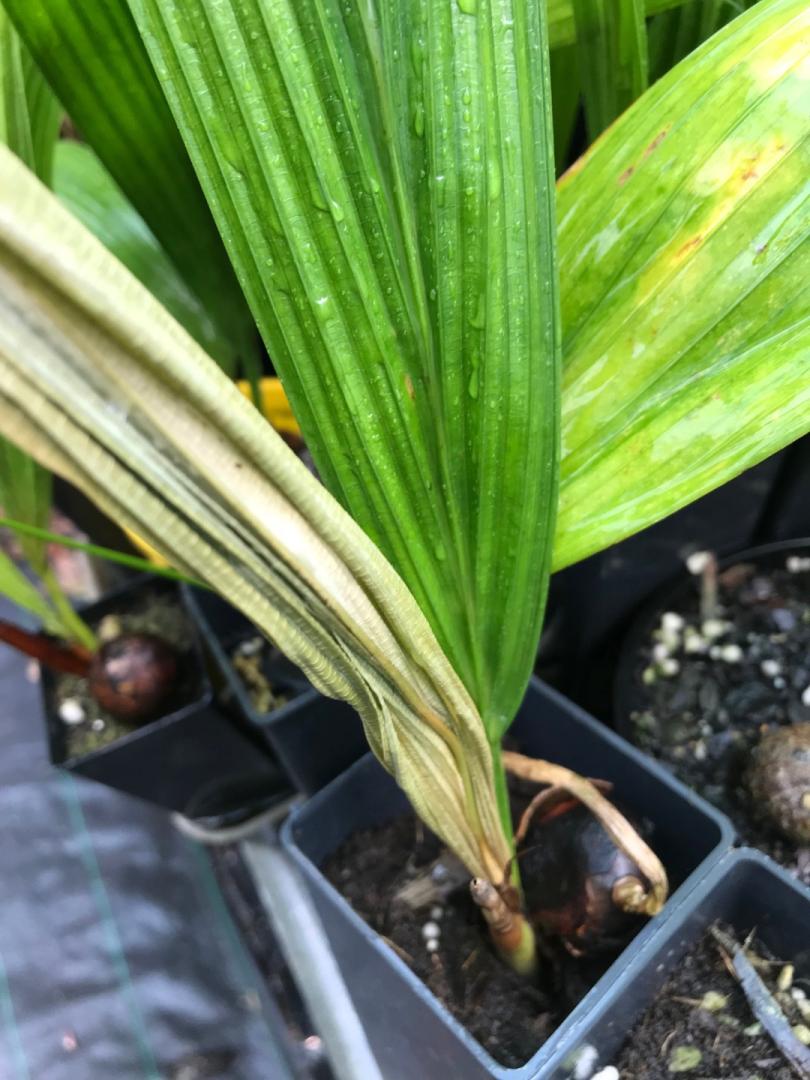 What’s wrong with these Johannesteijsmannia - DISCUSSING PALM TREES ...