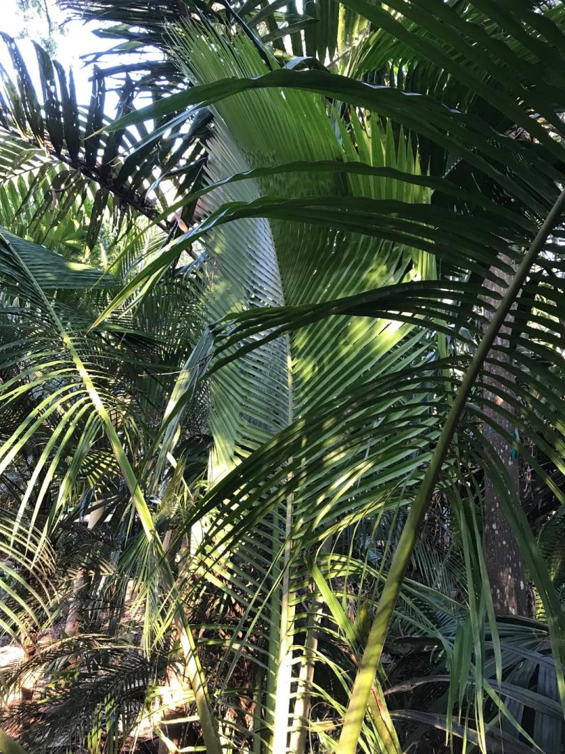 Beccariophoenix madagascariensis let’s see more of them - DISCUSSING ...