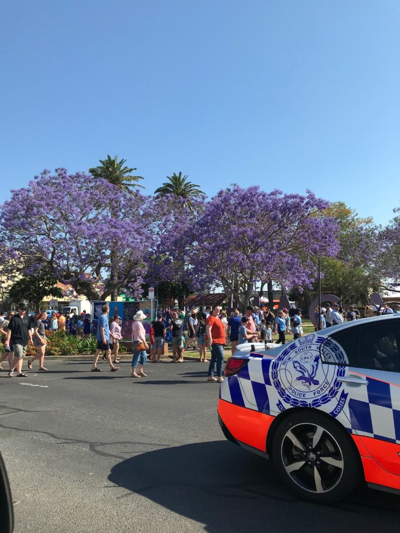 Jacaranda mimosifolia festival - TROPICAL LOOKING PLANTS - Other Than ...